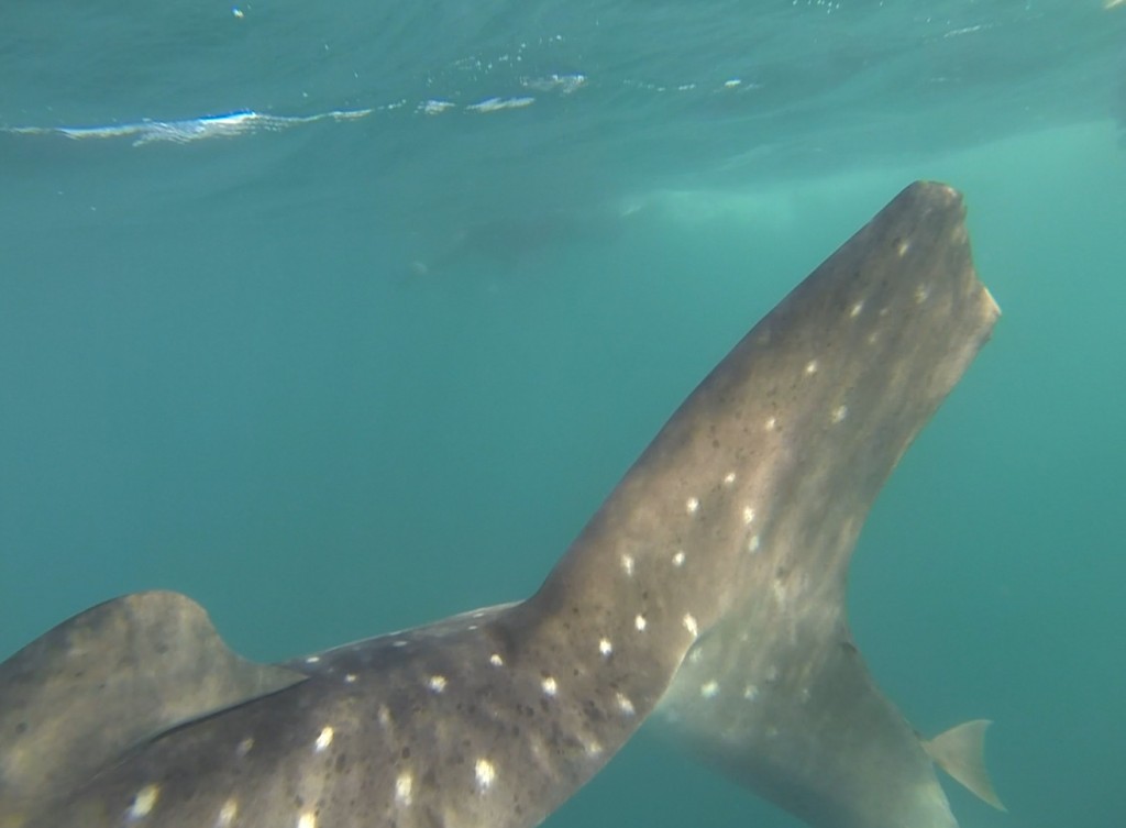 Research - Whale Shark Diaries